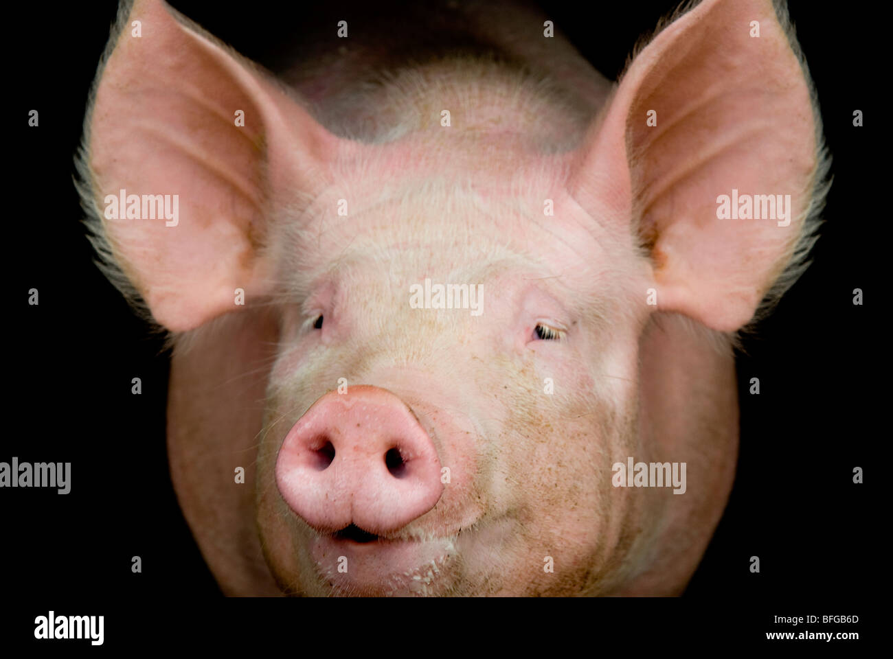 pig looking at camera Stock Photo - Alamy