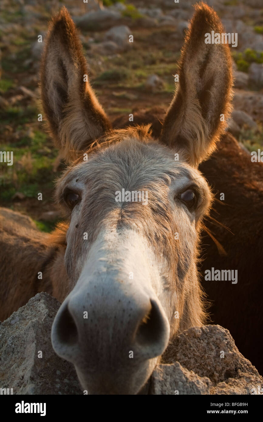 Menorca spain donkey hi-res stock photography and images - Alamy