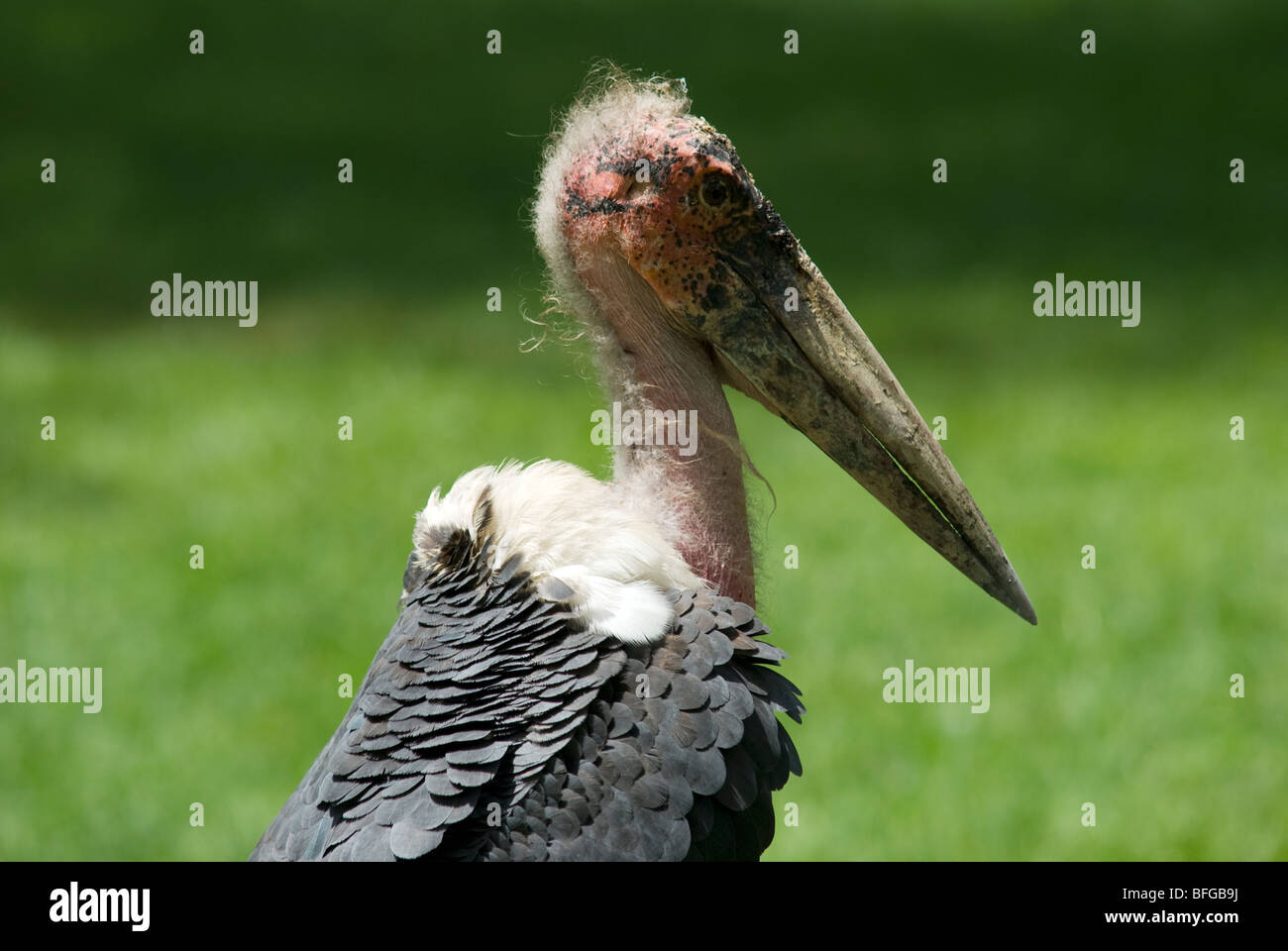 marabou stork side view Stock Photo - Alamy