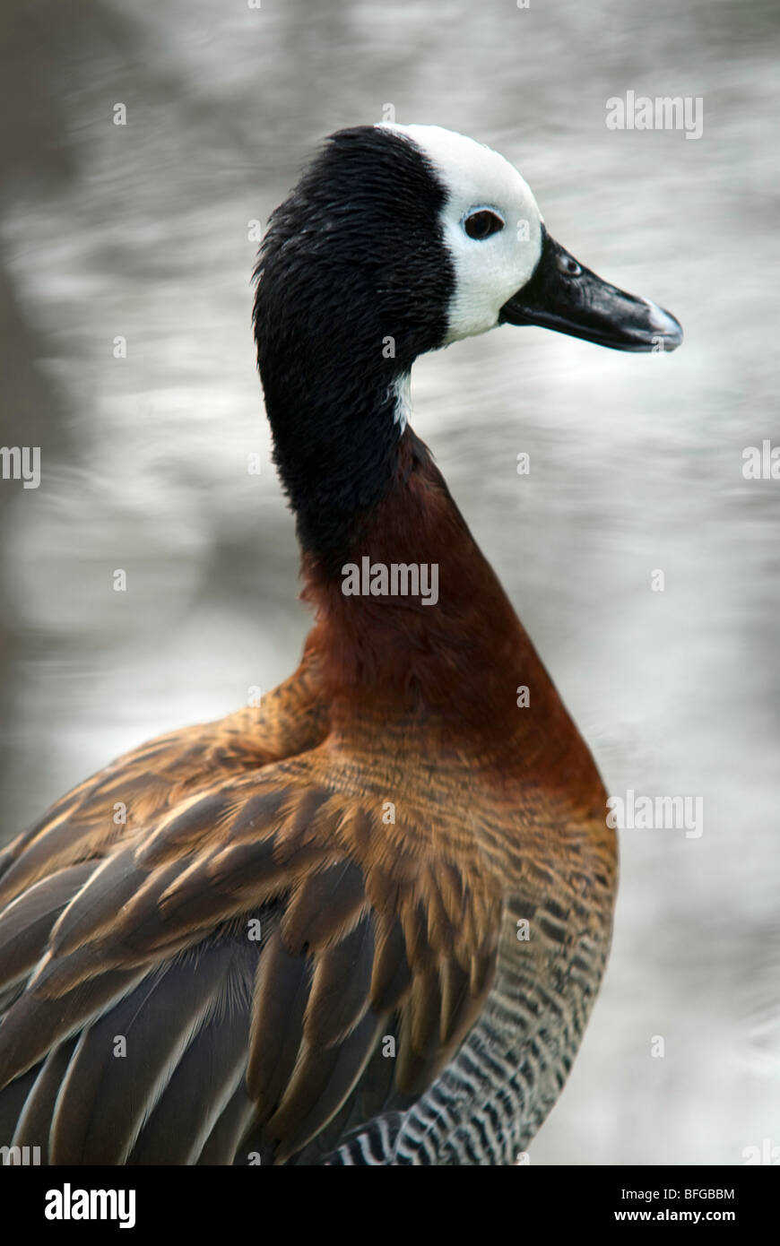 White faced whistling duck hi-res stock photography and images - Alamy