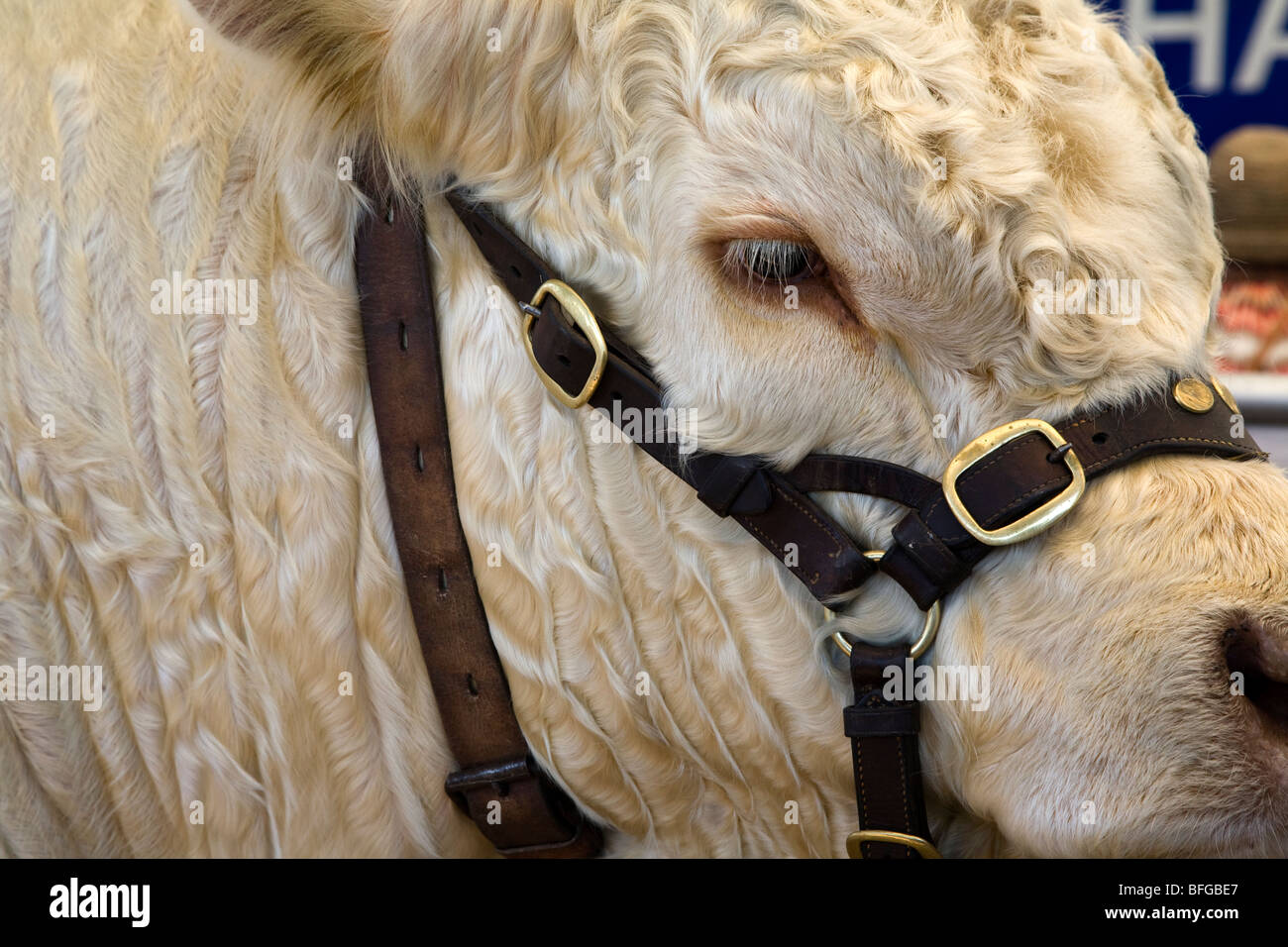 Bull face hi-res stock photography and images - Alamy