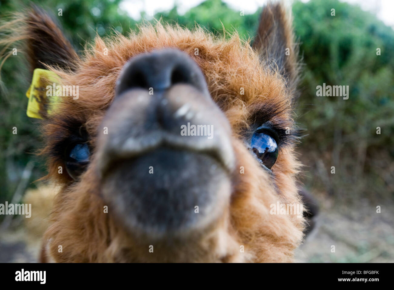 Alpaca face up-close Stock Photo - Alamy