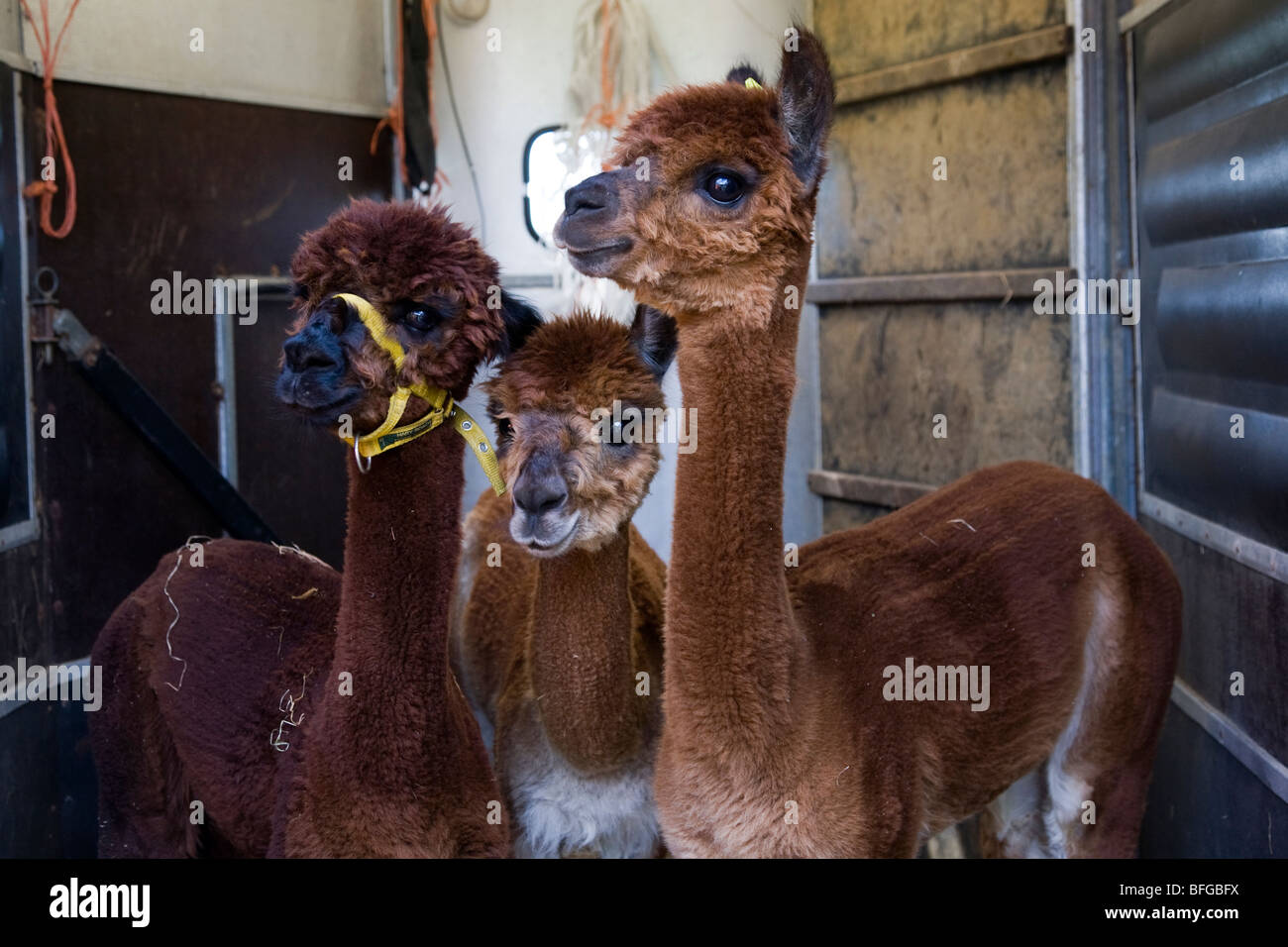 Three alpacas hi-res stock photography and images - Alamy
