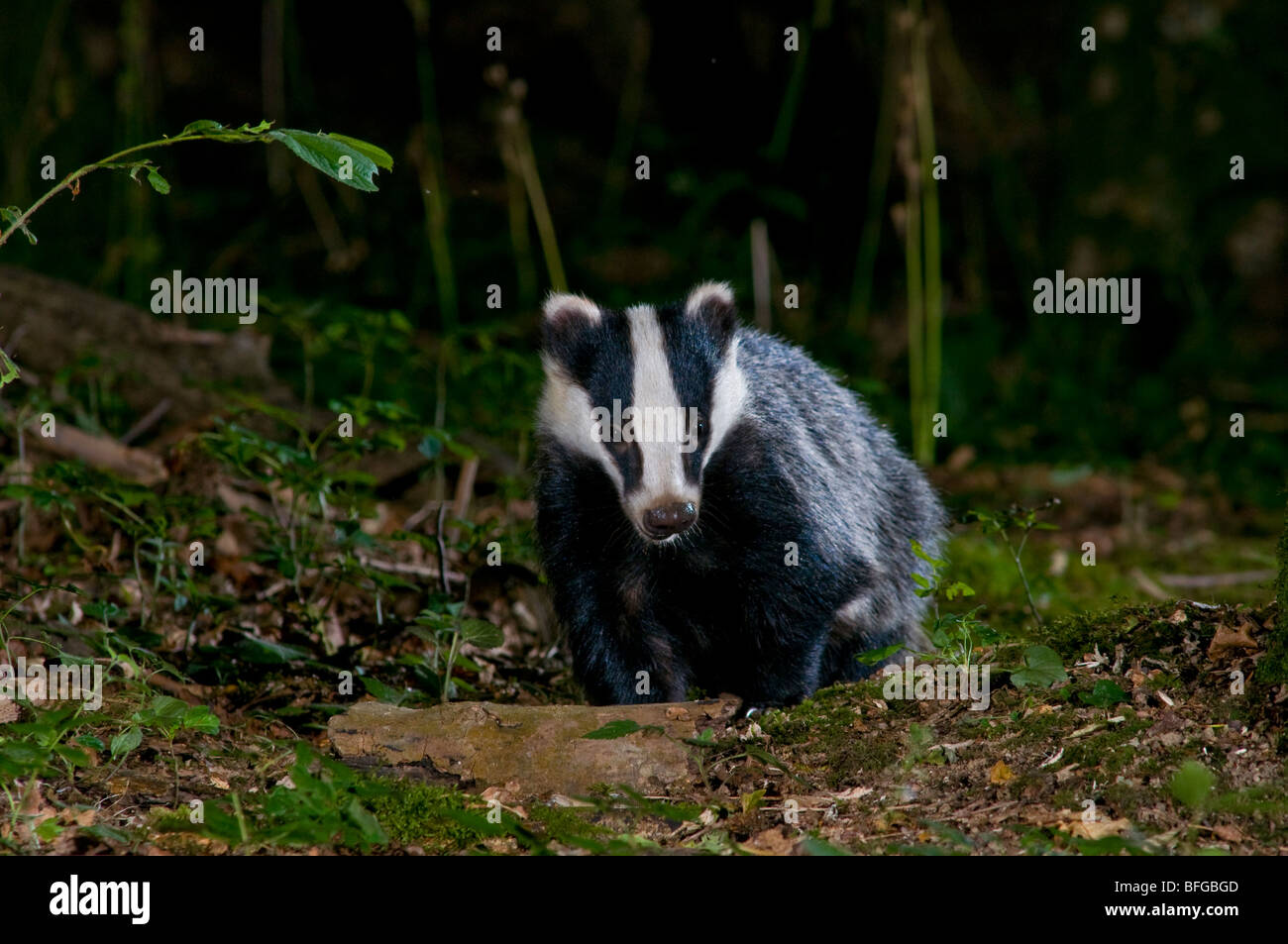 Badger meles meles hi-res stock photography and images - Alamy