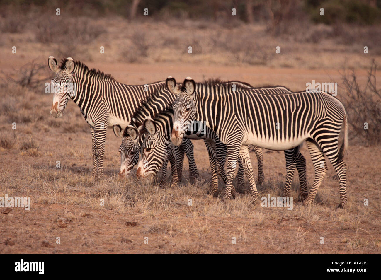 Grevys zebra group hi-res stock photography and images - Alamy