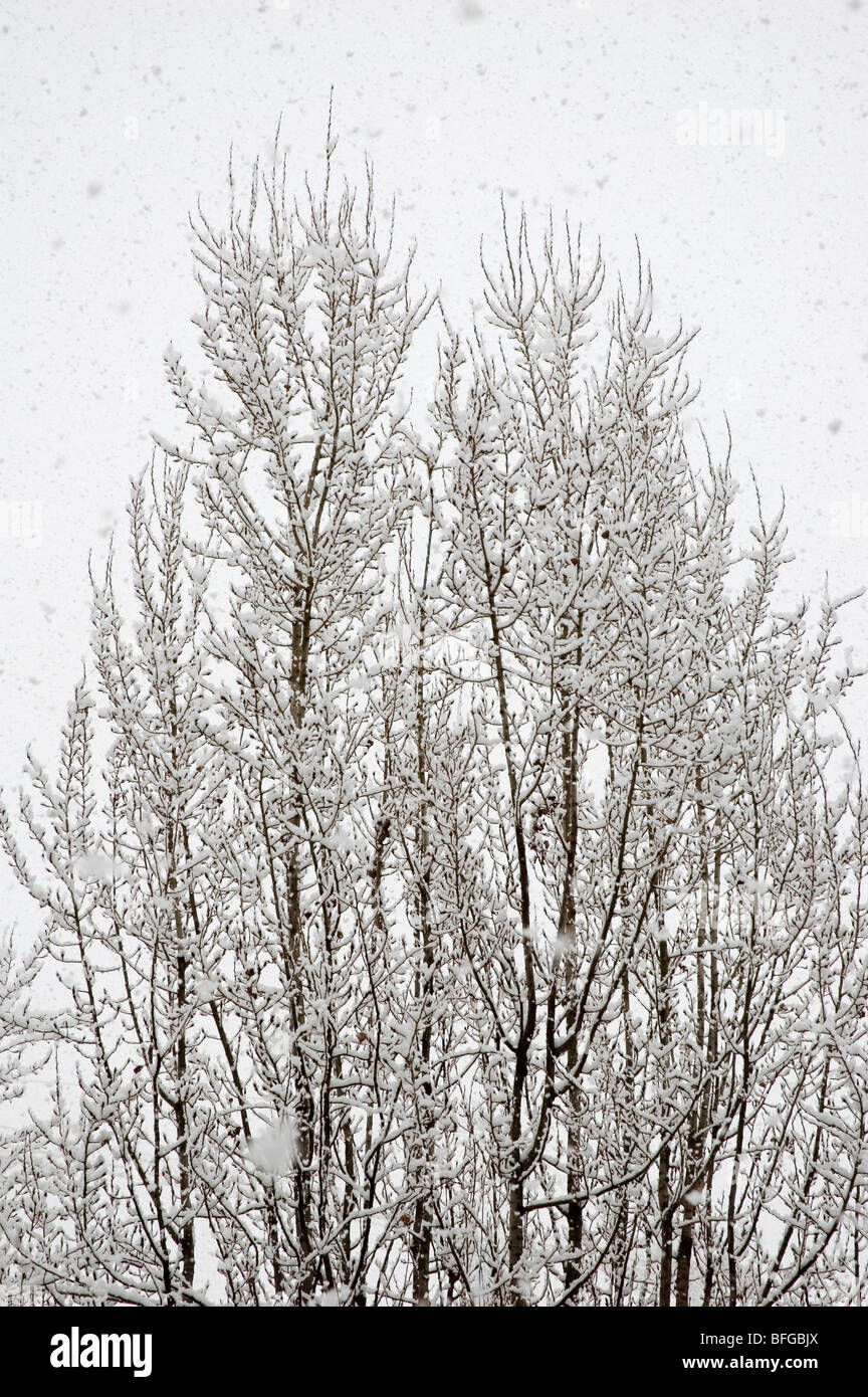 Snowfall in milan hi-res stock photography and images - Alamy