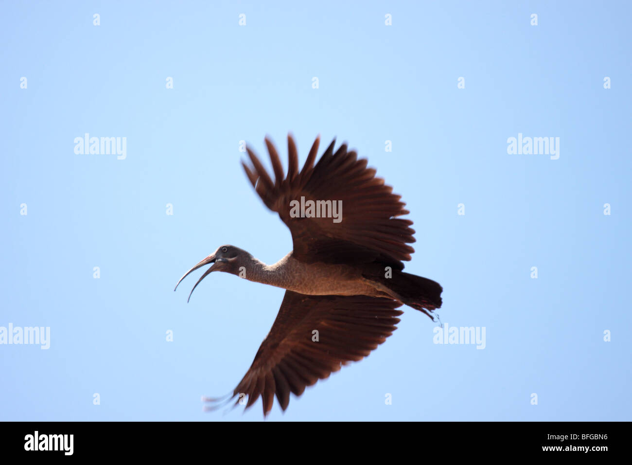 Hadeda ibis hi-res stock photography and images - Alamy