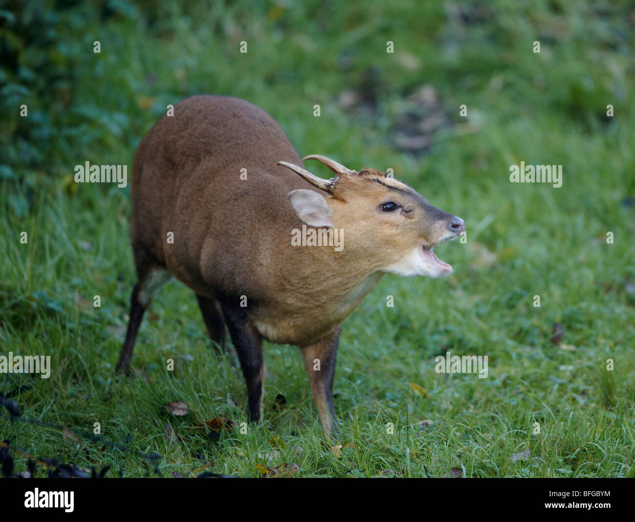 Muntjac also called Barking Deer eating apples in Oxfordshire garden ...