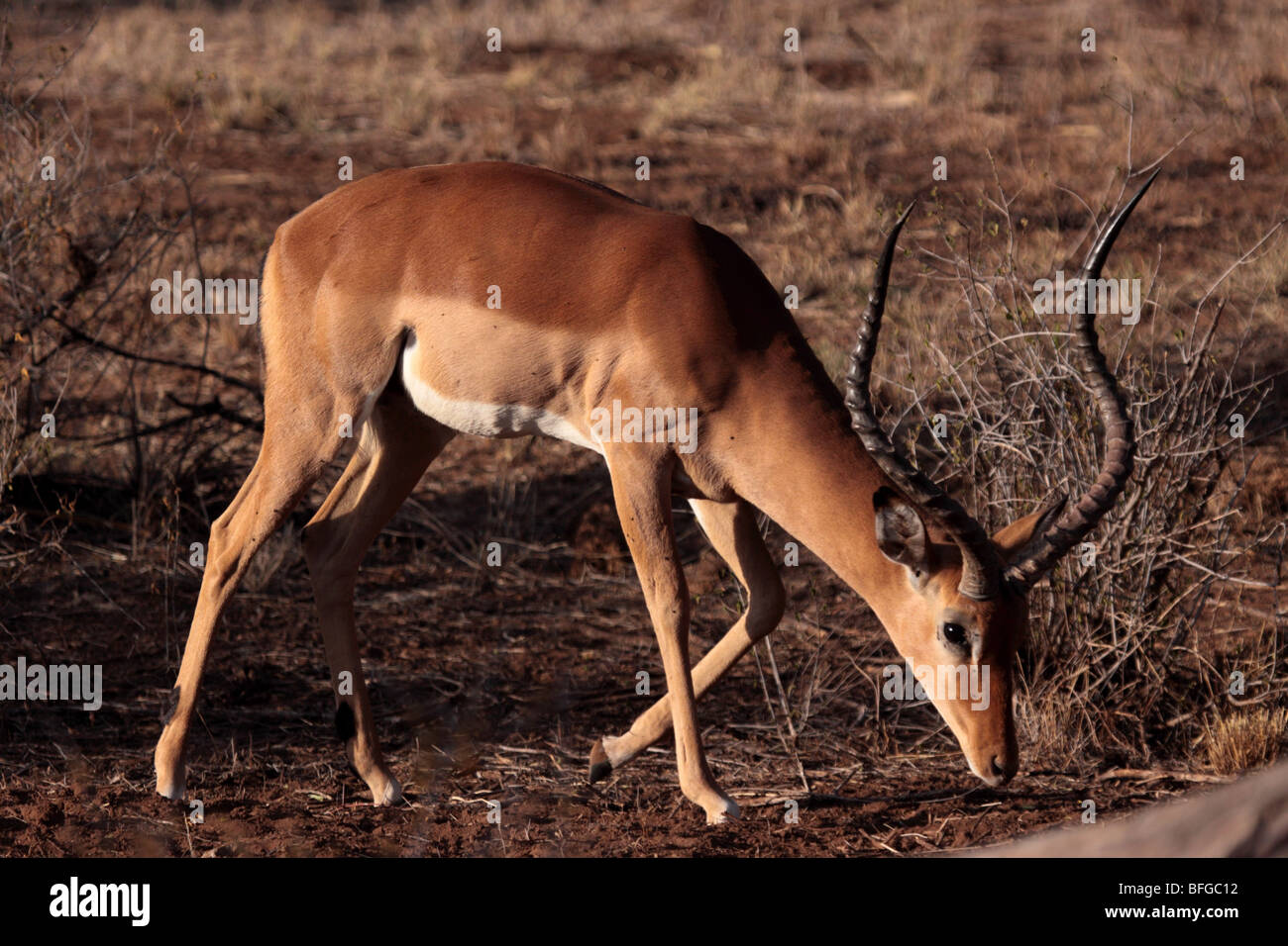 Male impala hi-res stock photography and images - Alamy