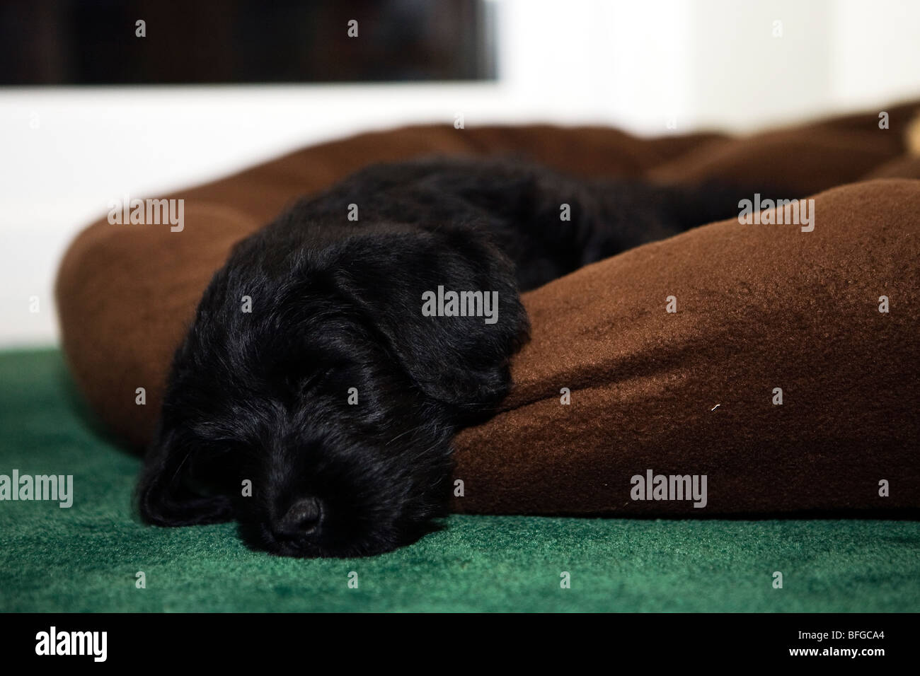 8 week old labradoodle puppy at home on the first day after being taken ...