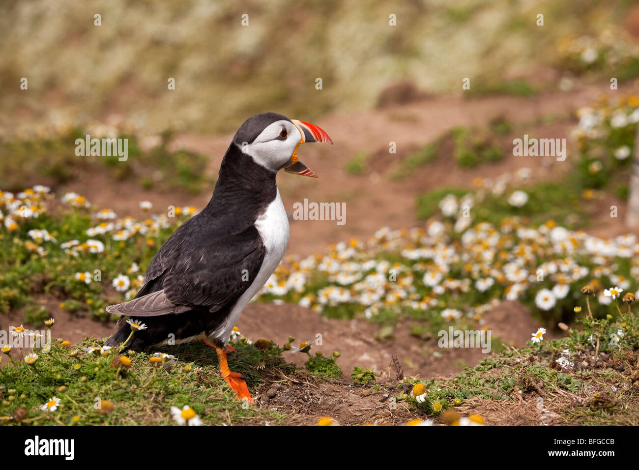 Puffin island flowers hi-res stock photography and images - Alamy