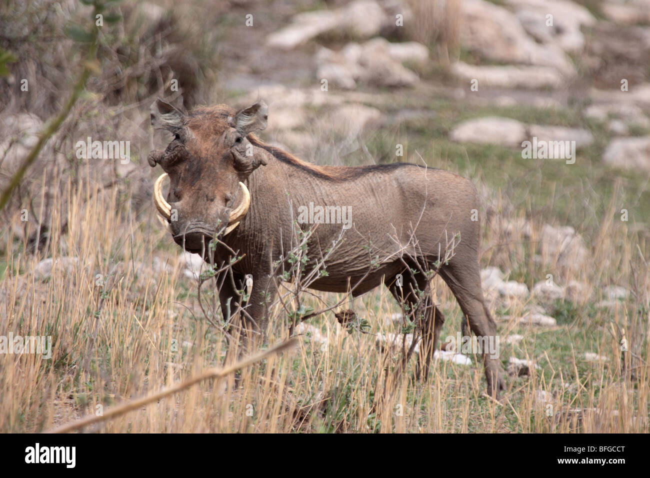 Desert warthog hi-res stock photography and images - Alamy