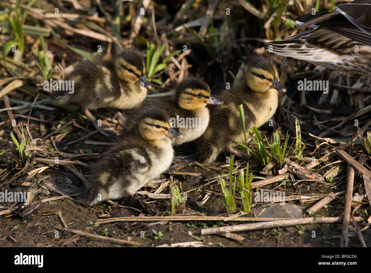 Mallard chicks alert and following Stock Photo - Alamy