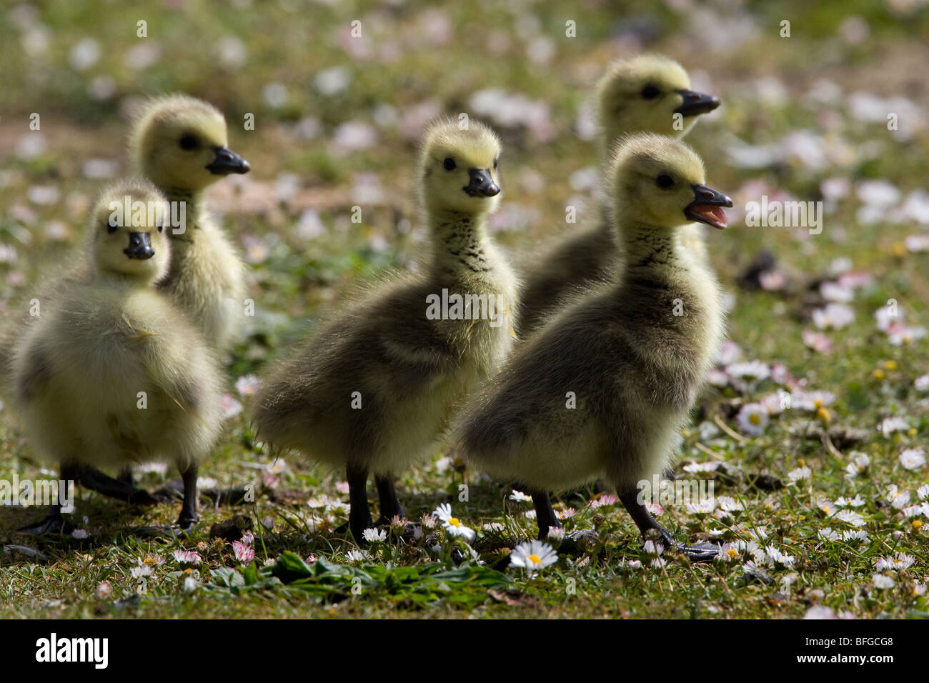 Ducklings pecking the grass hi-res stock photography and images - Alamy