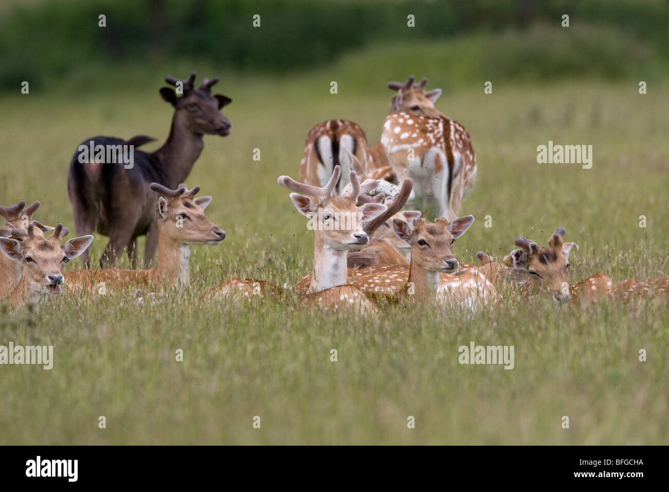Herd fallow deer gather in hi-res stock photography and images - Alamy