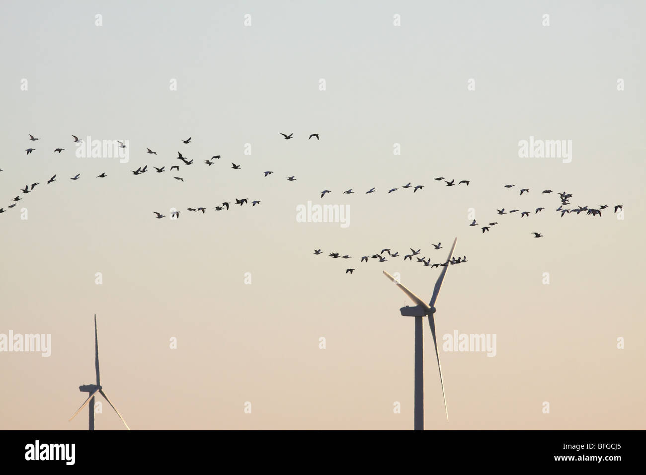Bird wind turbine america hi-res stock photography and images - Alamy