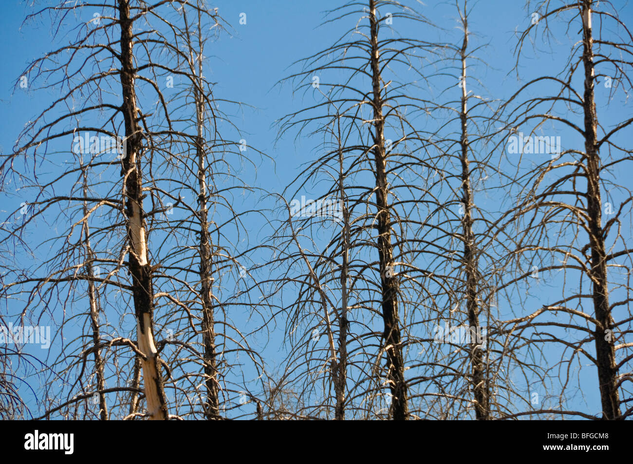 Dead trees from forest fire Colorado Mesa Verde Southwest USA Stock ...
