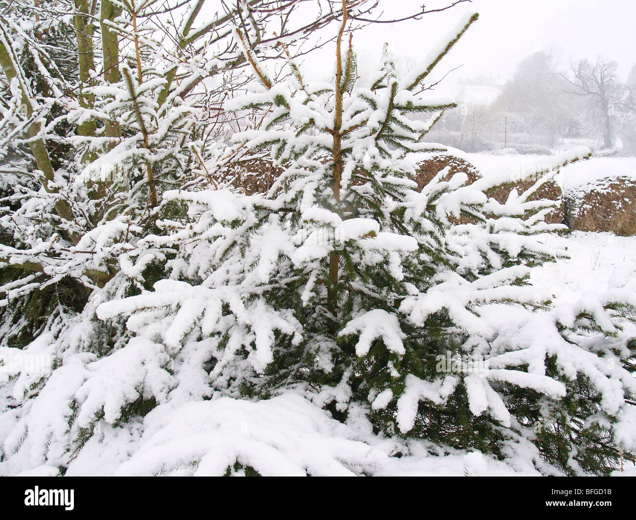 Tree fern winter hi-res stock photography and images - Alamy