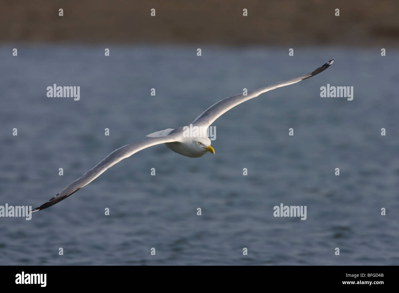 Herring Gull (Larus argentatus smithsonianus), American subspecies, in ...