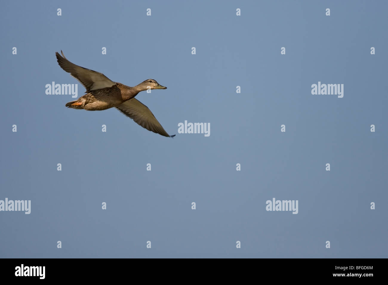 American Black Duck (Anas rubripes), female in flight Stock Photo - Alamy