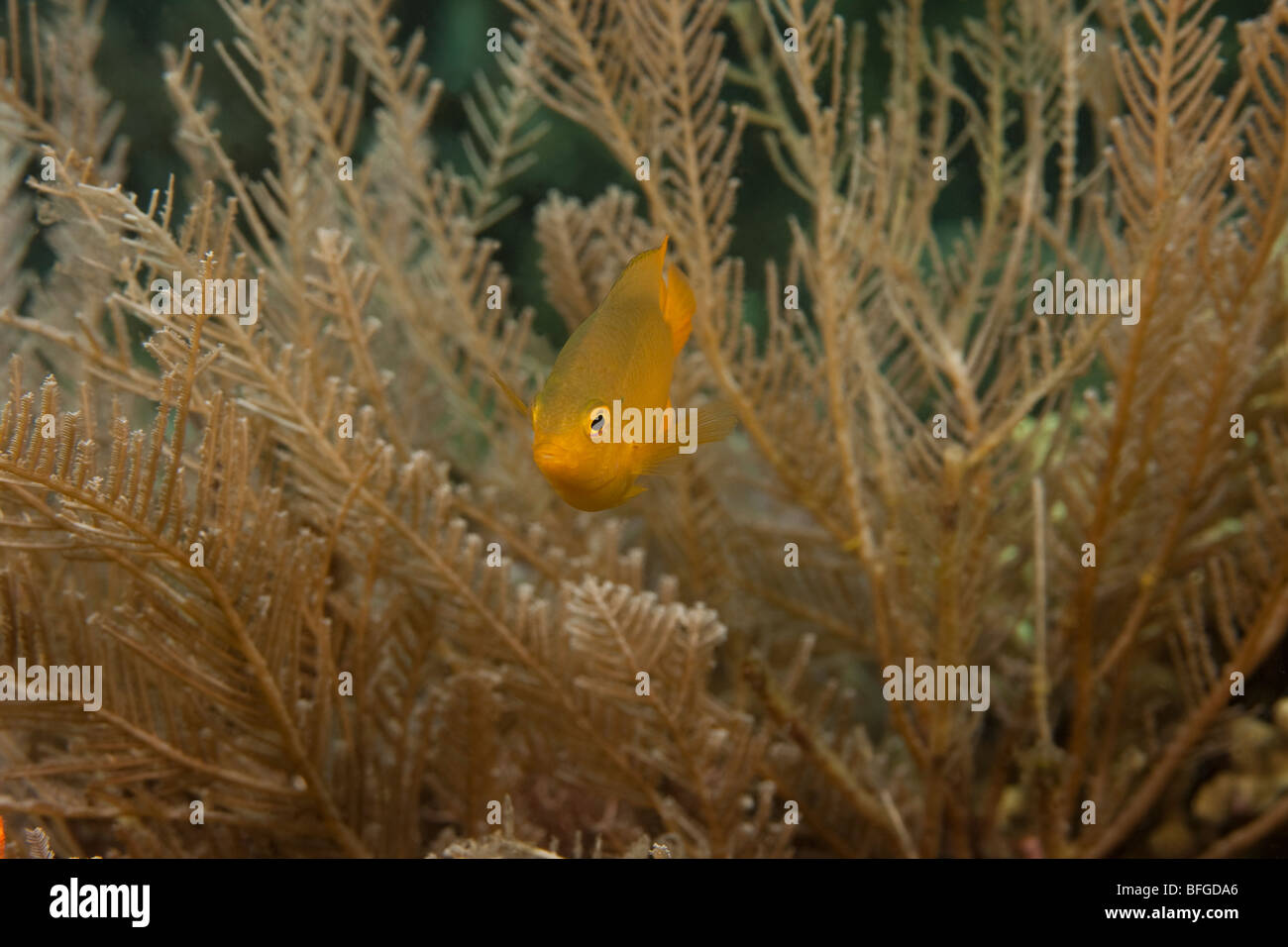 Lemon Damsel (Pomacentrus moluccensis) on a coral reef, Lembeh Strait ...