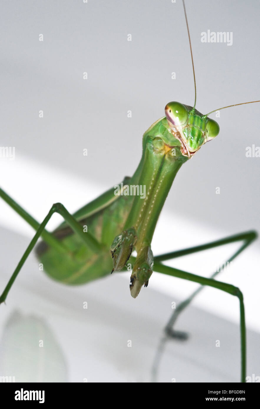 Religiosa hi-res stock photography and images - Alamy