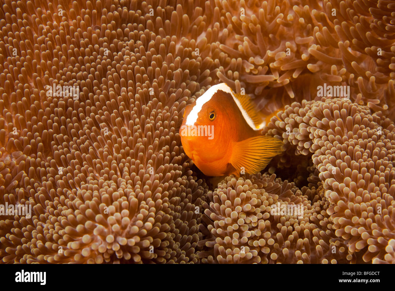 Orange Anemonefish (Amphiprion sandaracinos) in Sea Anemone, Lembeh ...