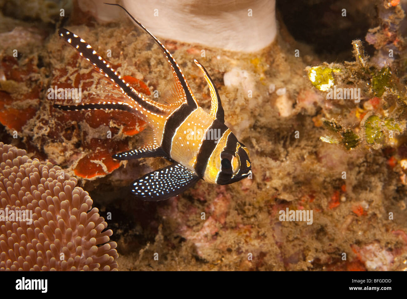 Banggai cardinalfish hi-res stock photography and images - Alamy