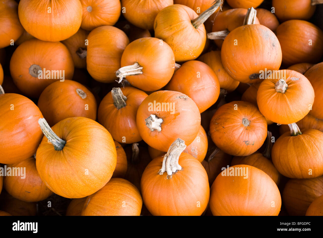 Batch of Pumpkins Stock Photo - Alamy