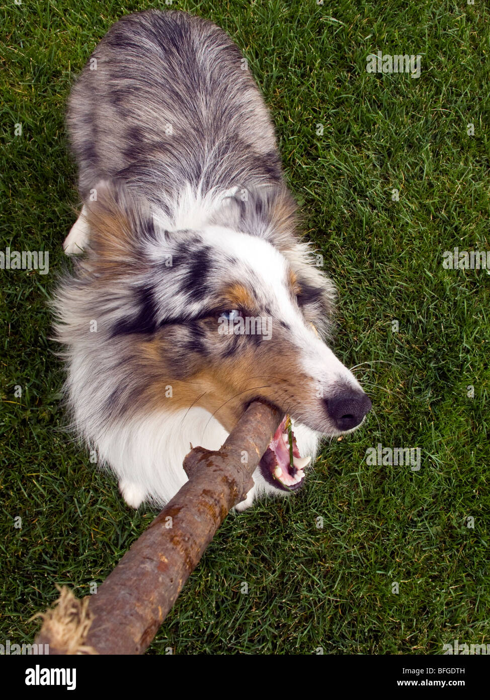 Sheltie puppy holding stick Stock Photo - Alamy