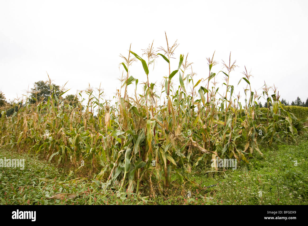 Corn stalk hi-res stock photography and images - Alamy