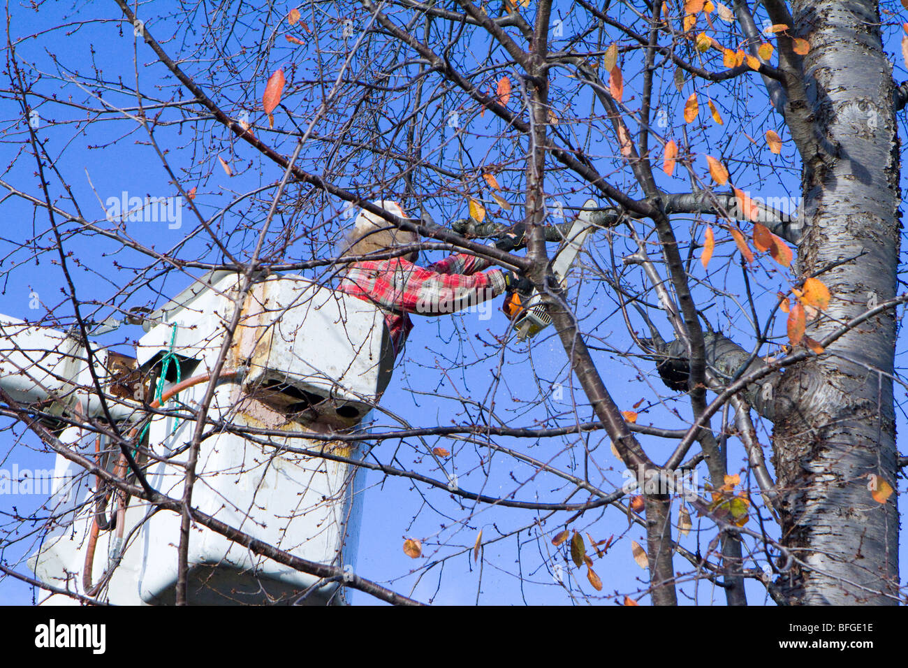 A man in cherry picker high in a tree trimming pruning limbs and ...
