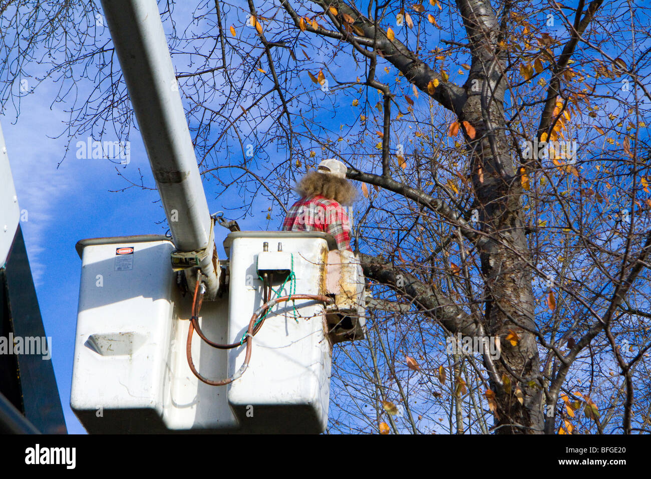 A man in cherry picker high in a tree trimming pruning limbs and ...