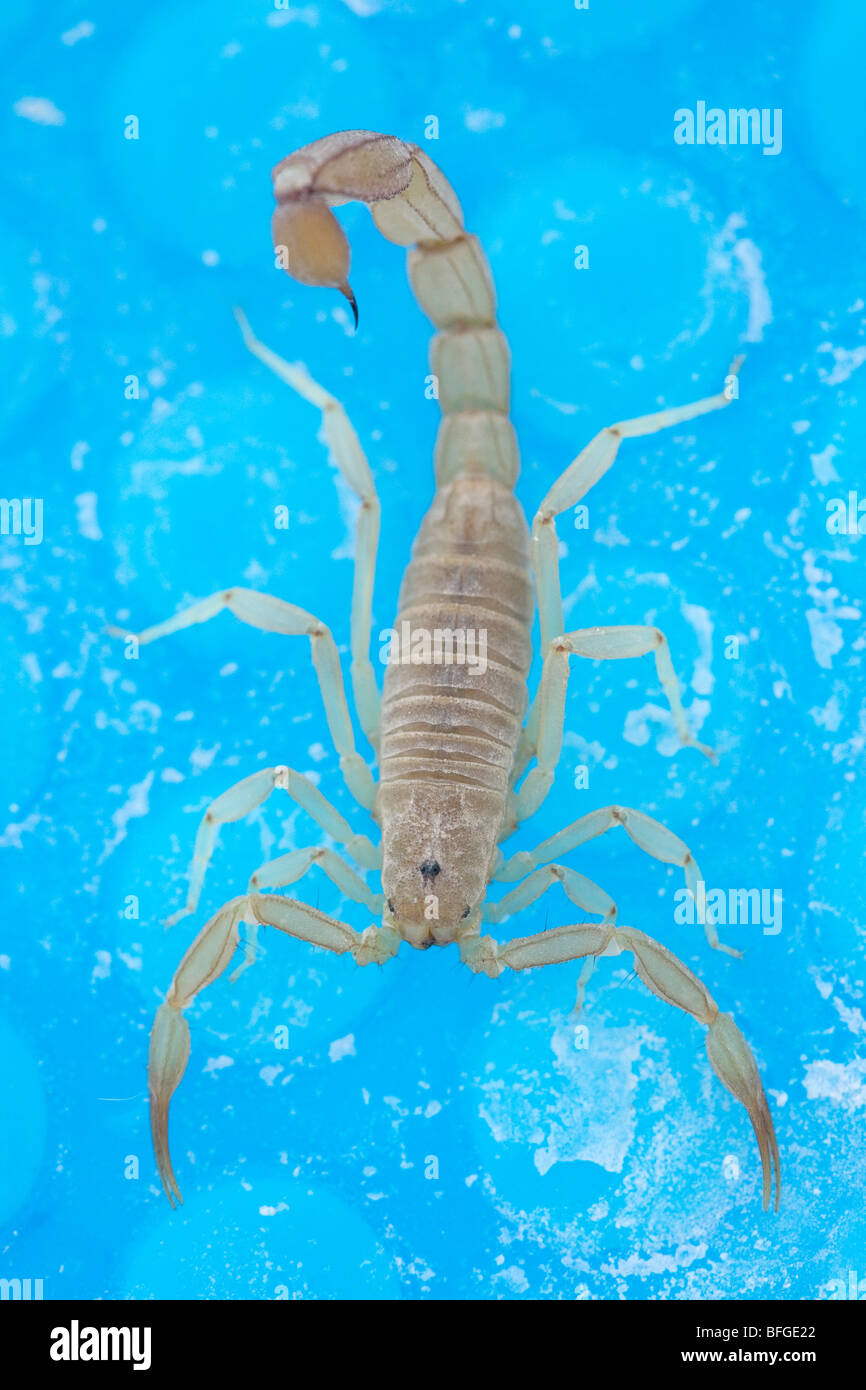 close up of red bark scorpion on a pool cover Stock Photo - Alamy