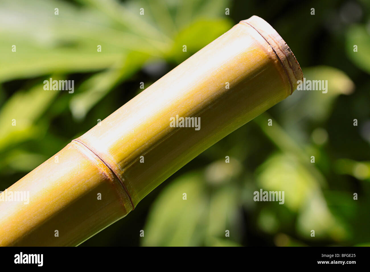 Bamboo stick macro Stock Photo - Alamy