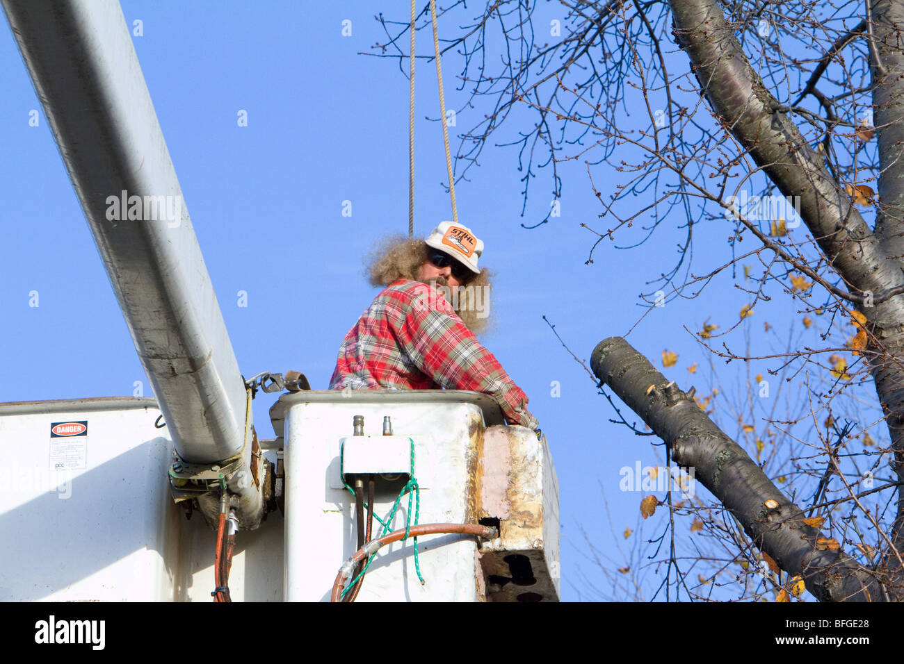 A man in cherry picker high in a tree trimming pruning limbs and ...