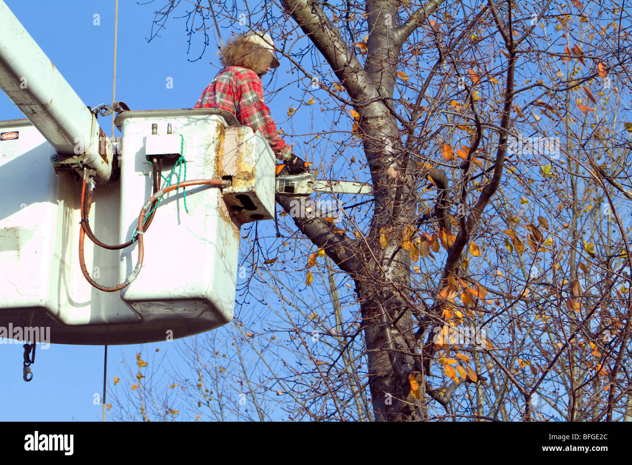 A man in cherry picker high in a tree trimming pruning limbs and ...