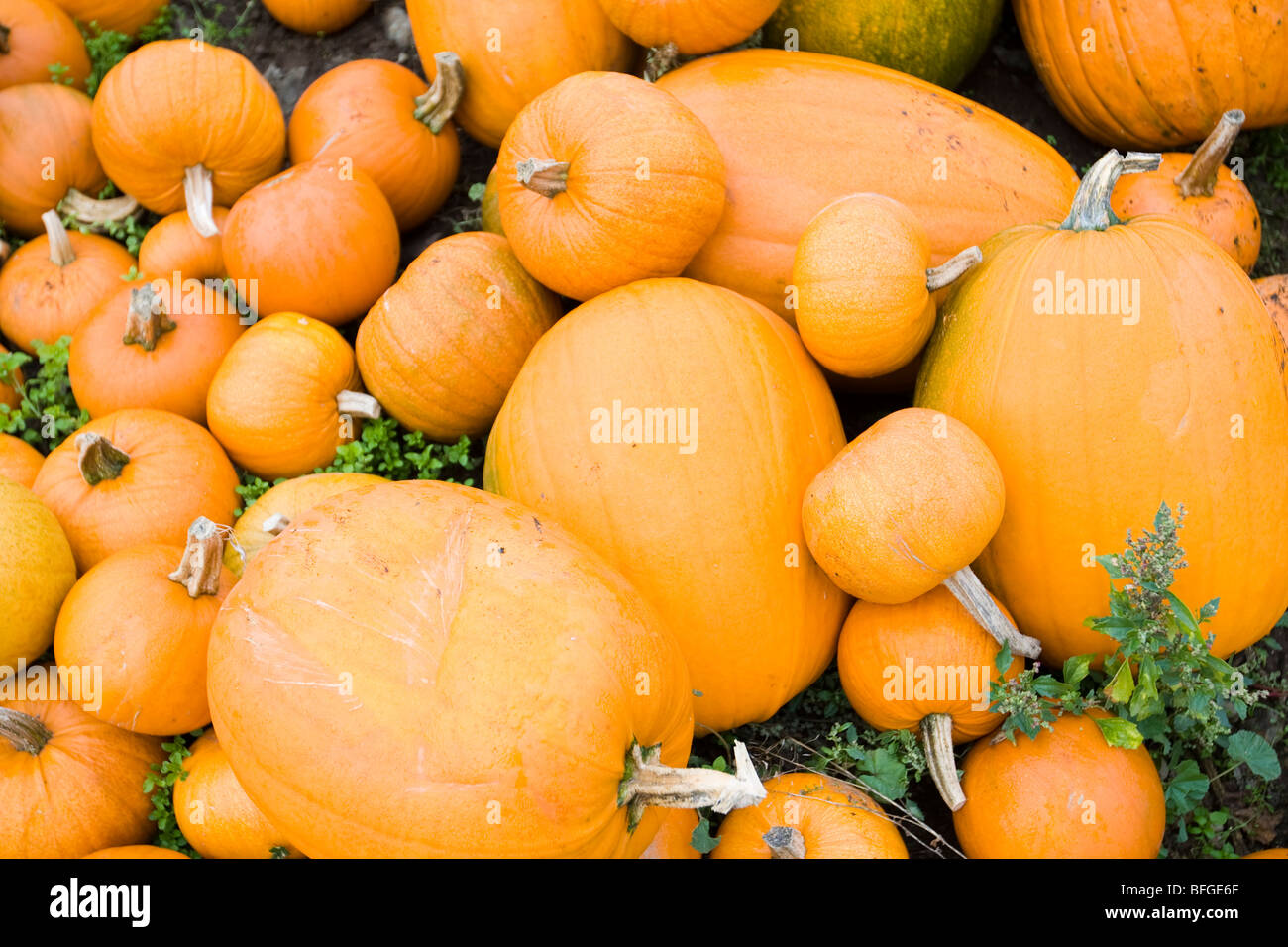 Batch of Pumpkins Stock Photo - Alamy