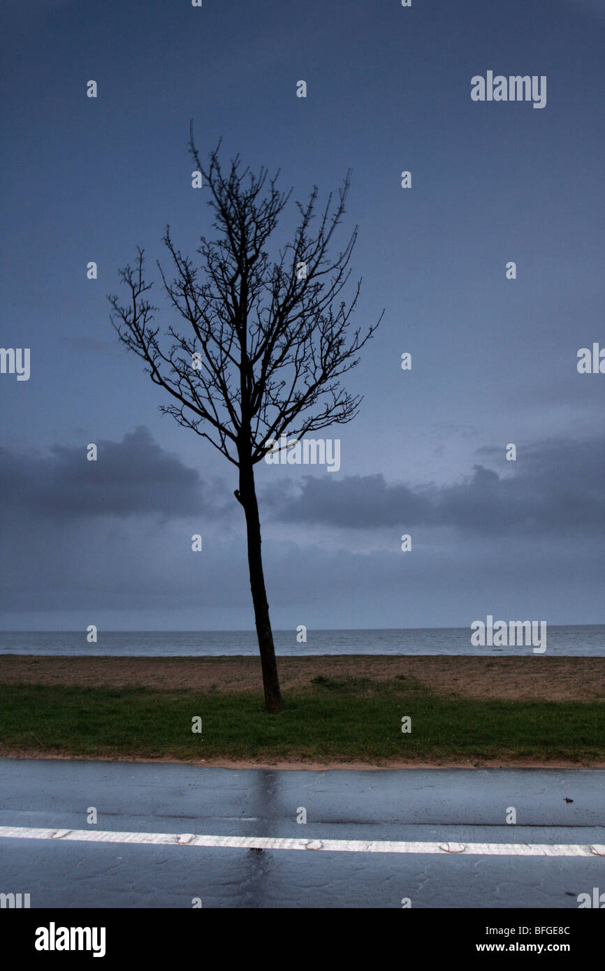 The lone tree wales hi-res stock photography and images - Alamy