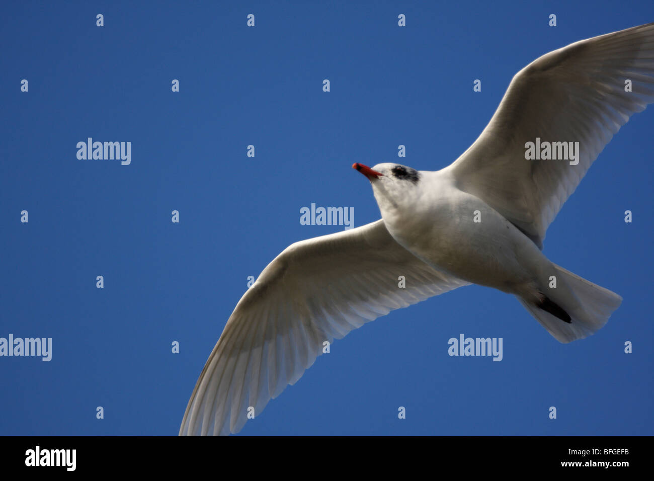 MEDITERRANEAN GULL in flight Stock Photo - Alamy