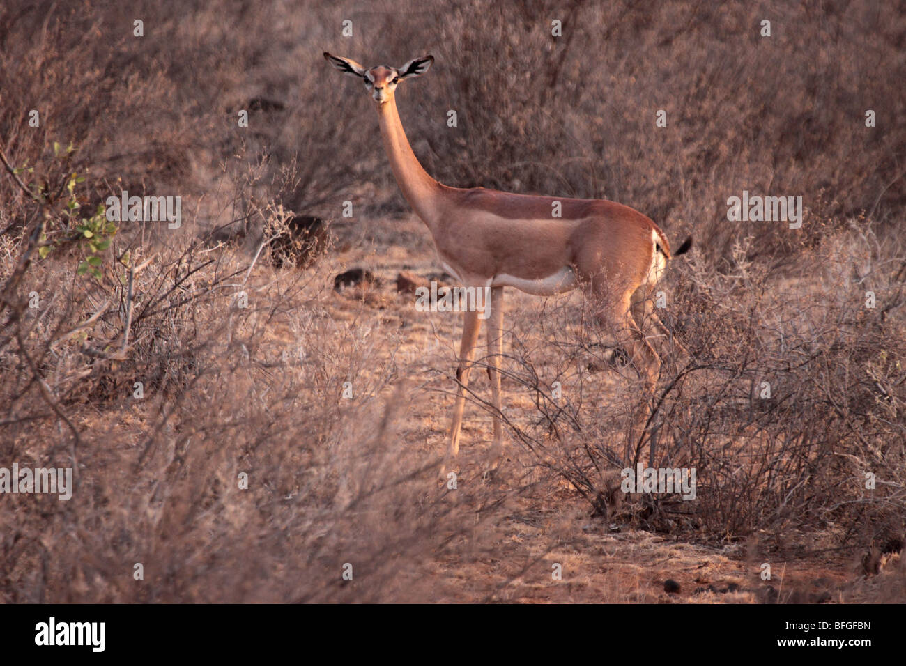 Gerenuk hi-res stock photography and images - Alamy