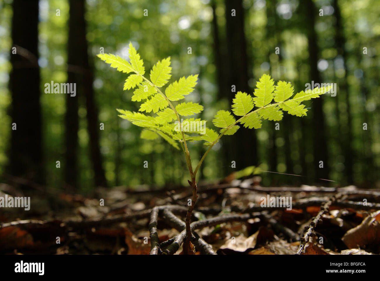 Plant in forest Stock Photo - Alamy