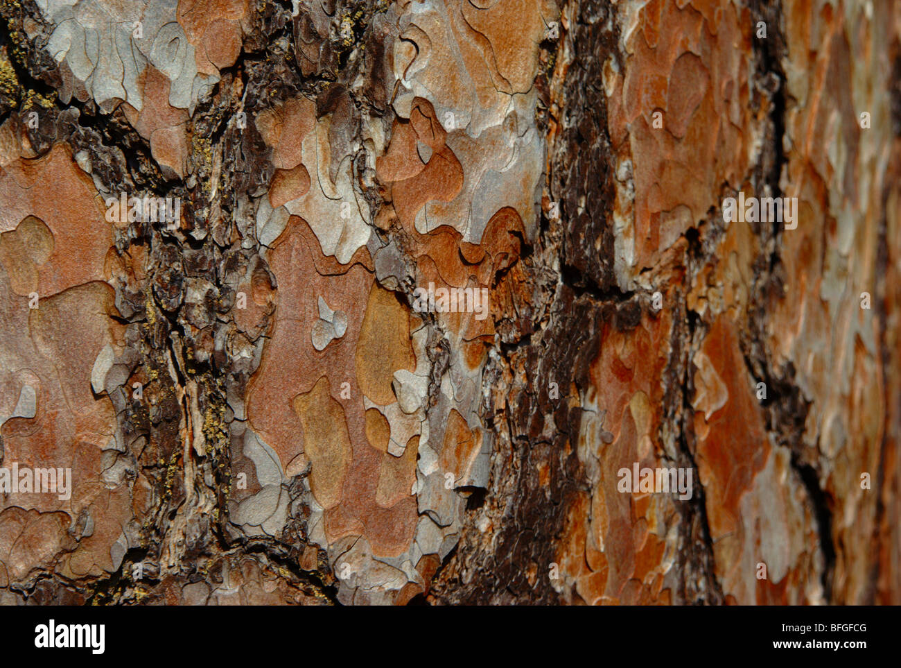 Scotch fir hi-res stock photography and images - Alamy