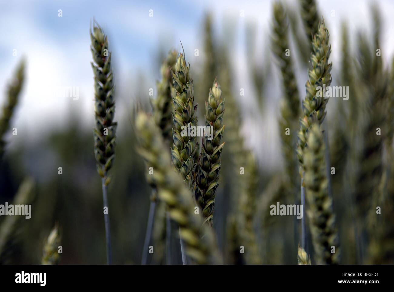 Blade of corn hi-res stock photography and images - Alamy
