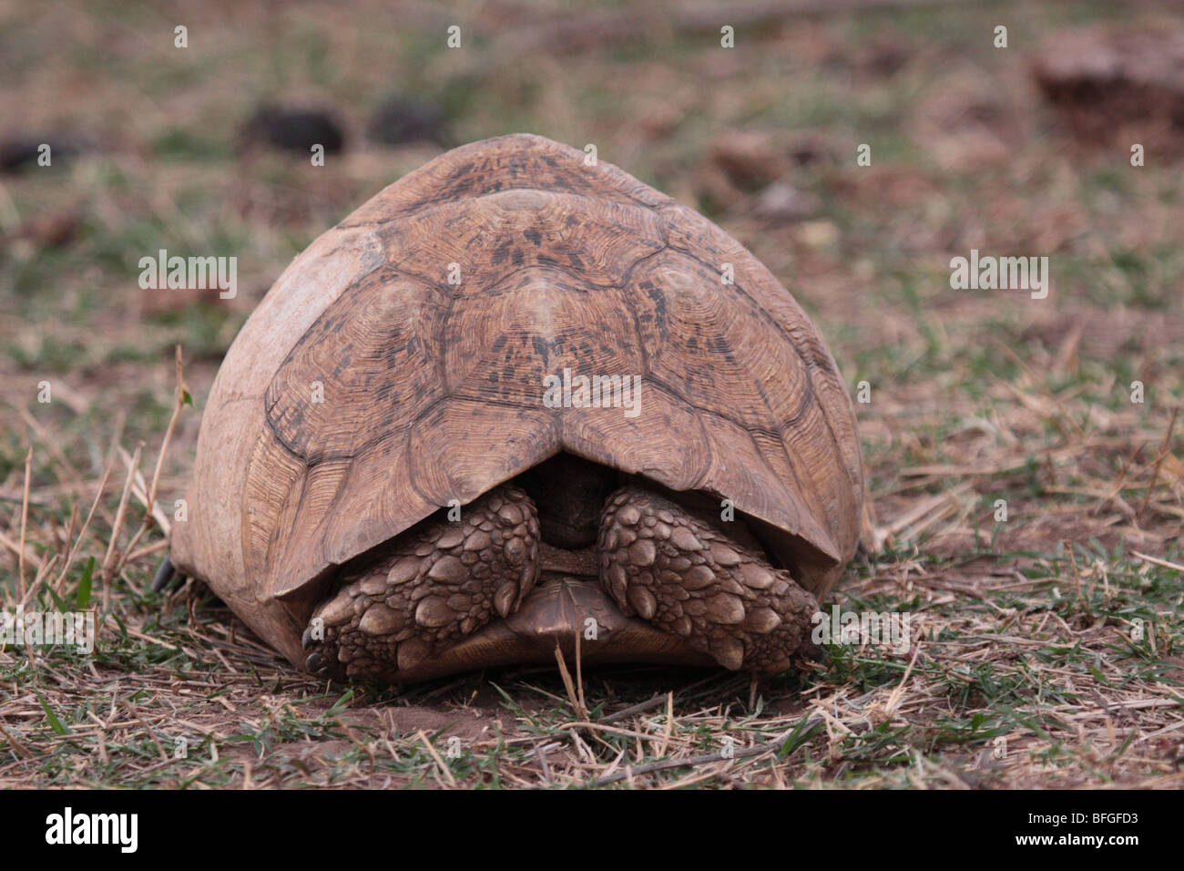 Leopard tortoise hiding Stock Photo - Alamy
