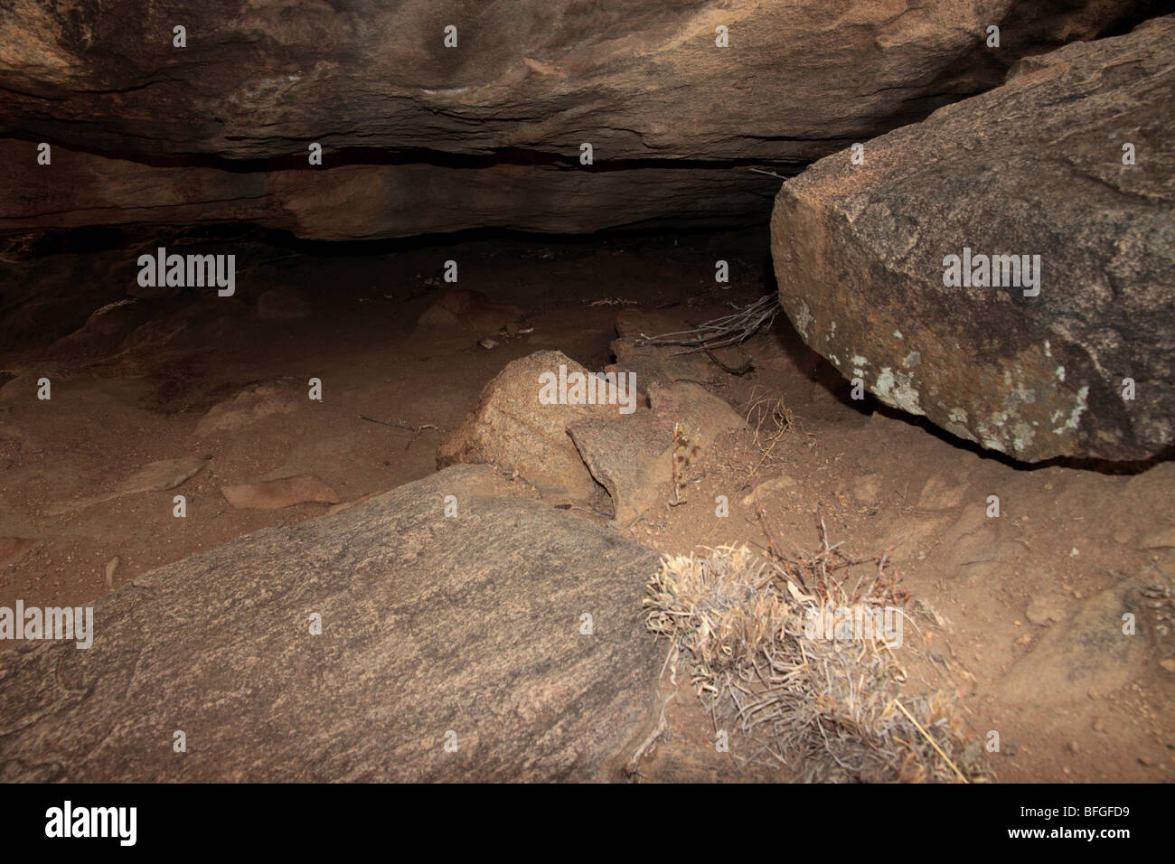 African wild dog's den Stock Photo - Alamy