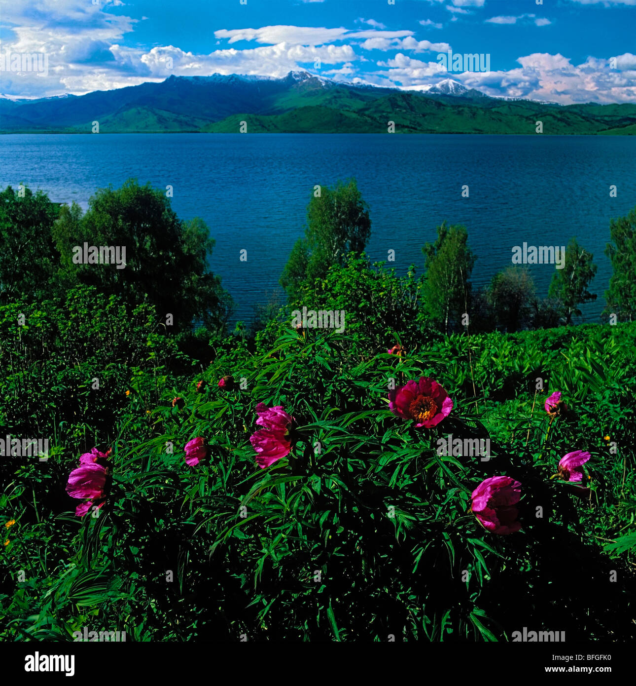 Mountain peonies hi-res stock photography and images - Alamy