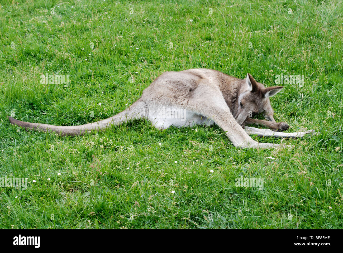 Kangaroo lying down hi-res stock photography and images - Alamy