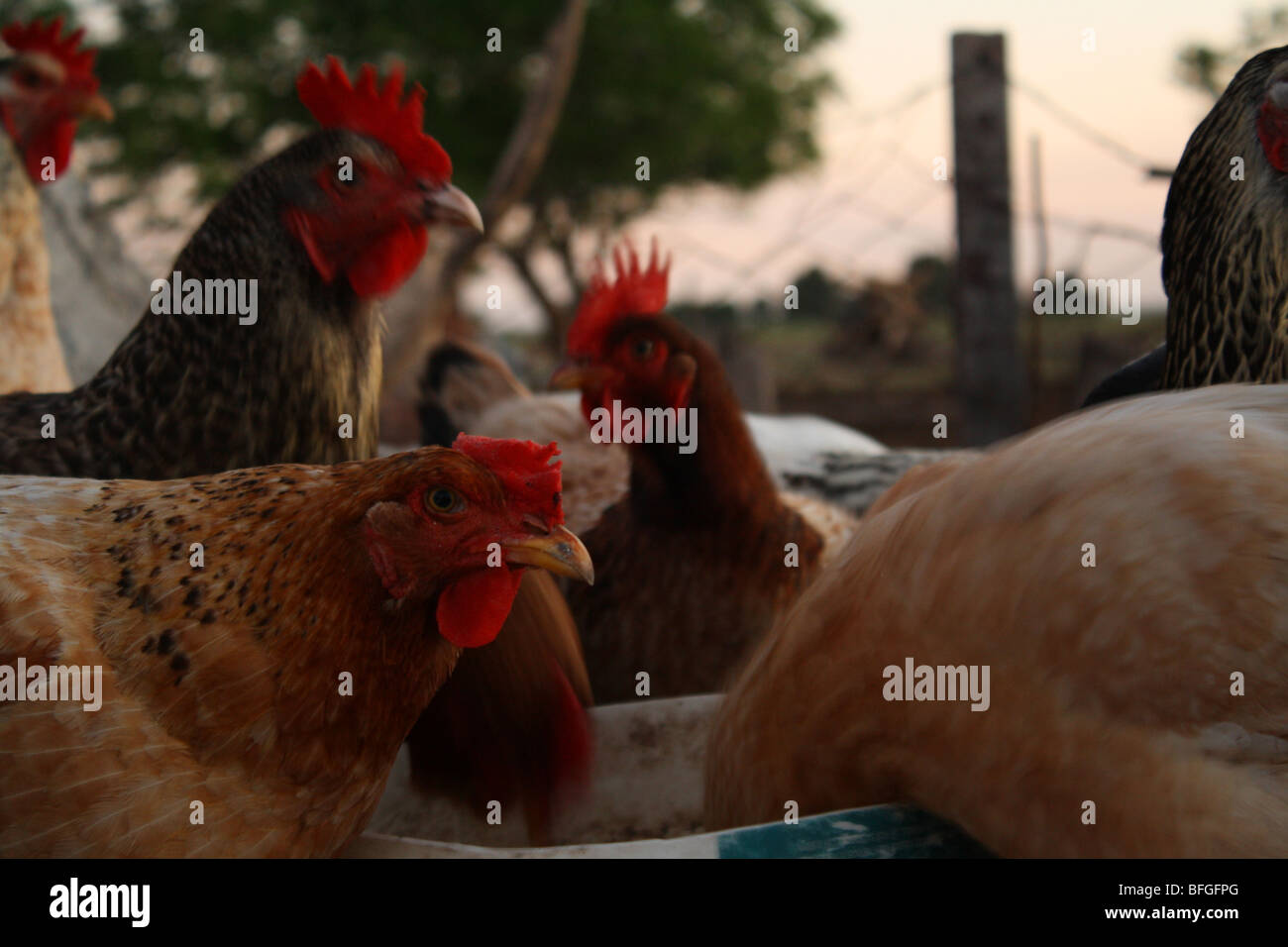 Chickens eating hi-res stock photography and images - Alamy
