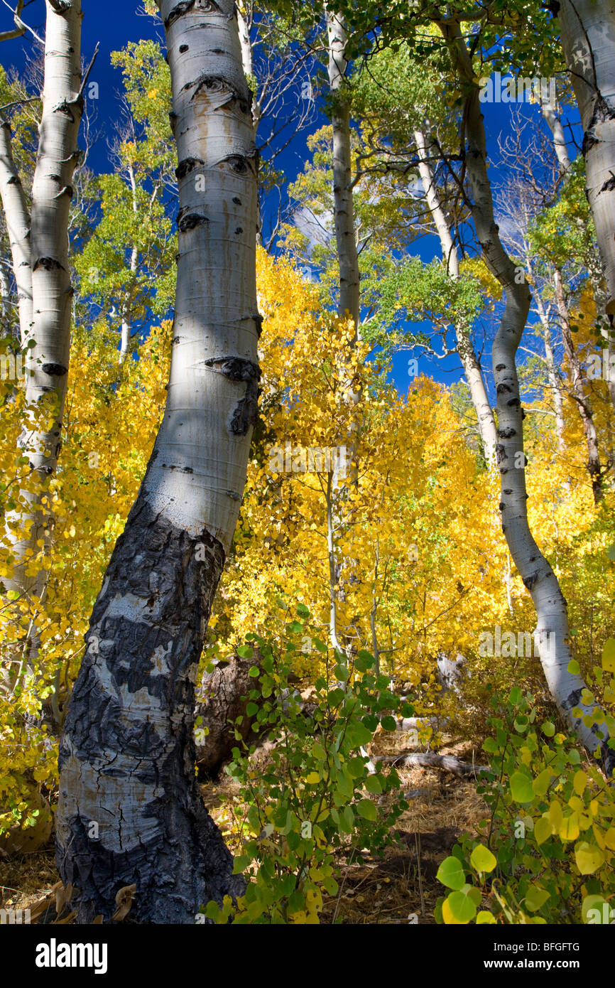 Aspen Trees in the Fall Stock Photo - Alamy